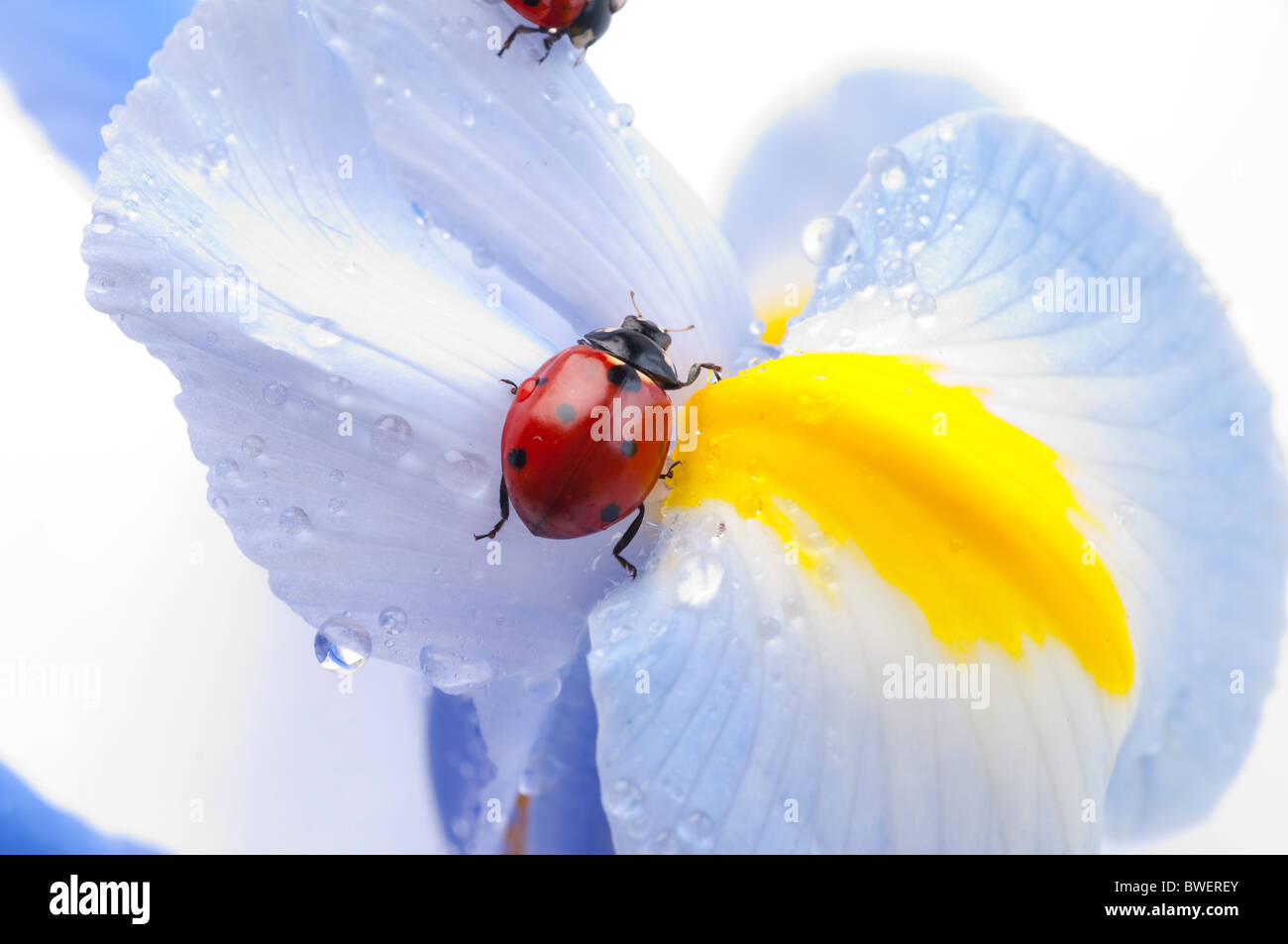 red ladybird on iris flower Stock Photo - Alamy