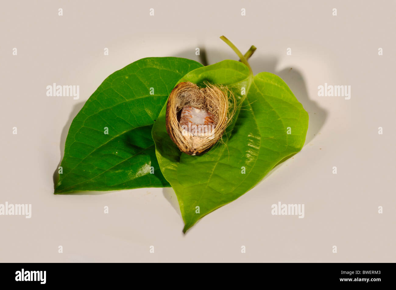 betel leaf and areca nut Stock Photo - Alamy