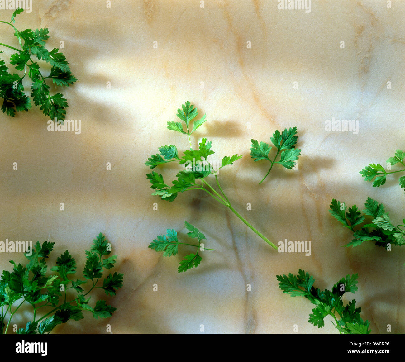 coriander, fresh herbs Stock Photo - Alamy