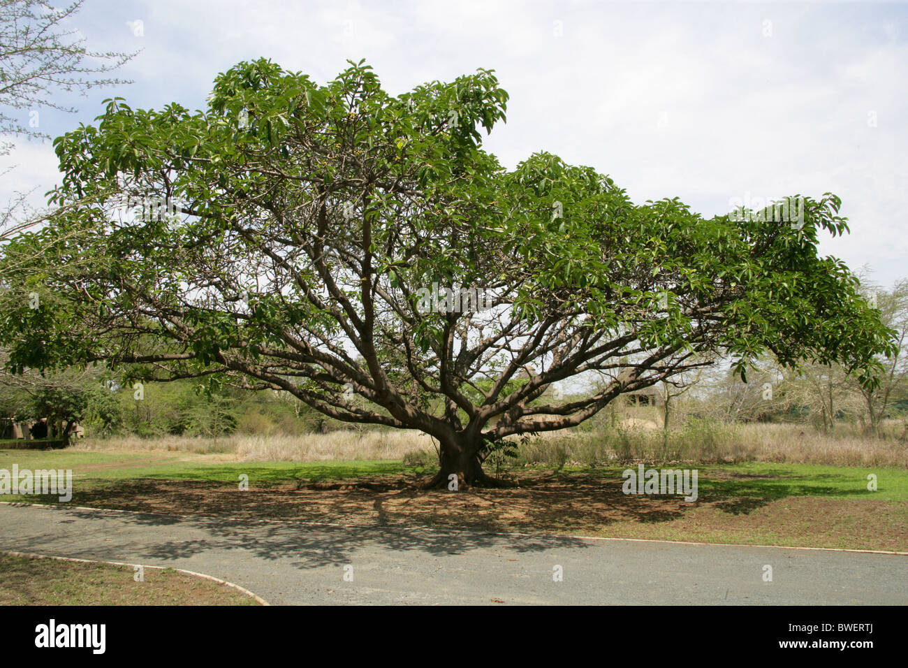 Big Leaved Fig, Giant-Leaved Fig, Kaffir Fig, Ficus lutea, Moraceae ...