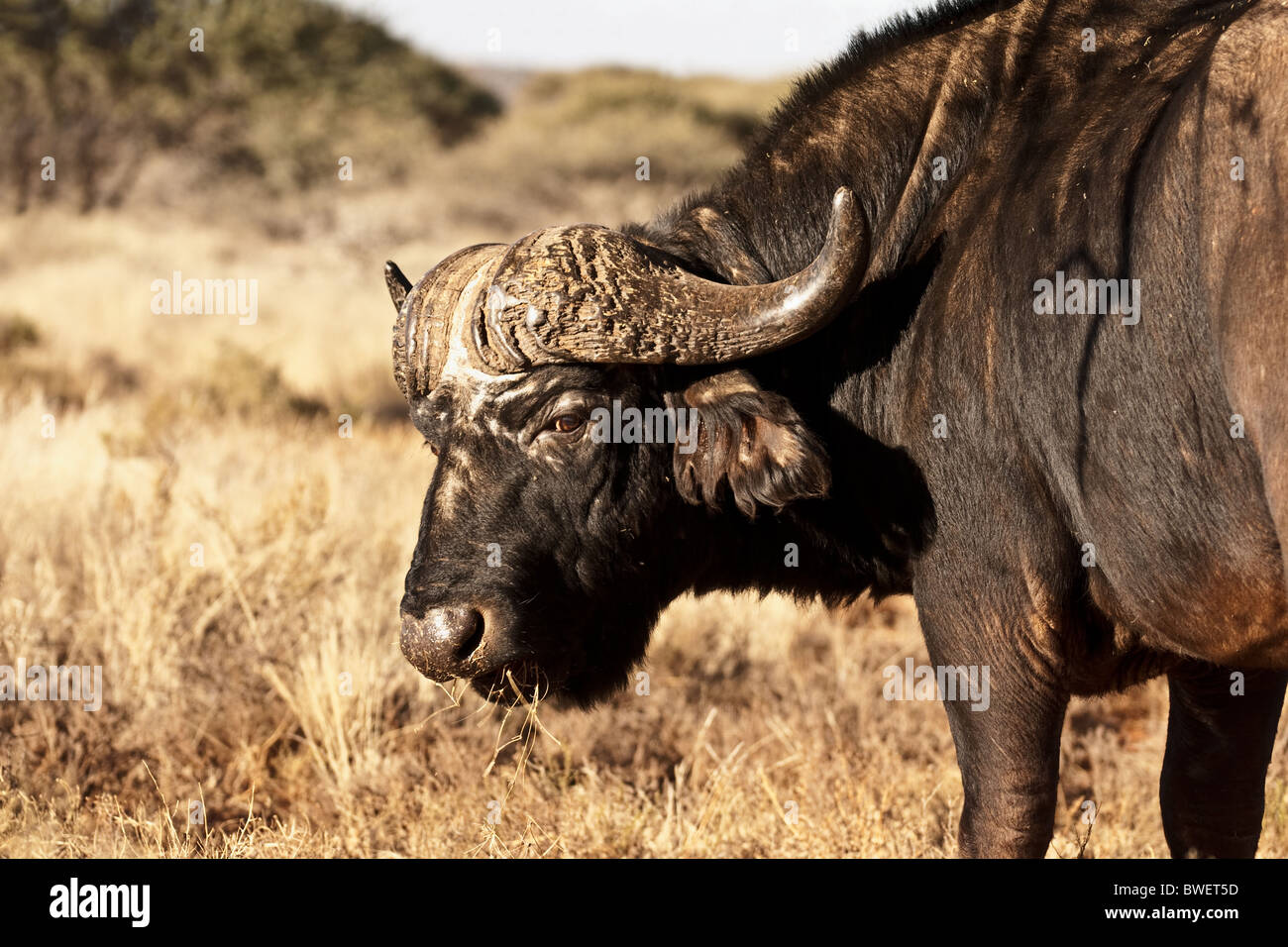 Male buffalo hi-res stock photography and images - Alamy