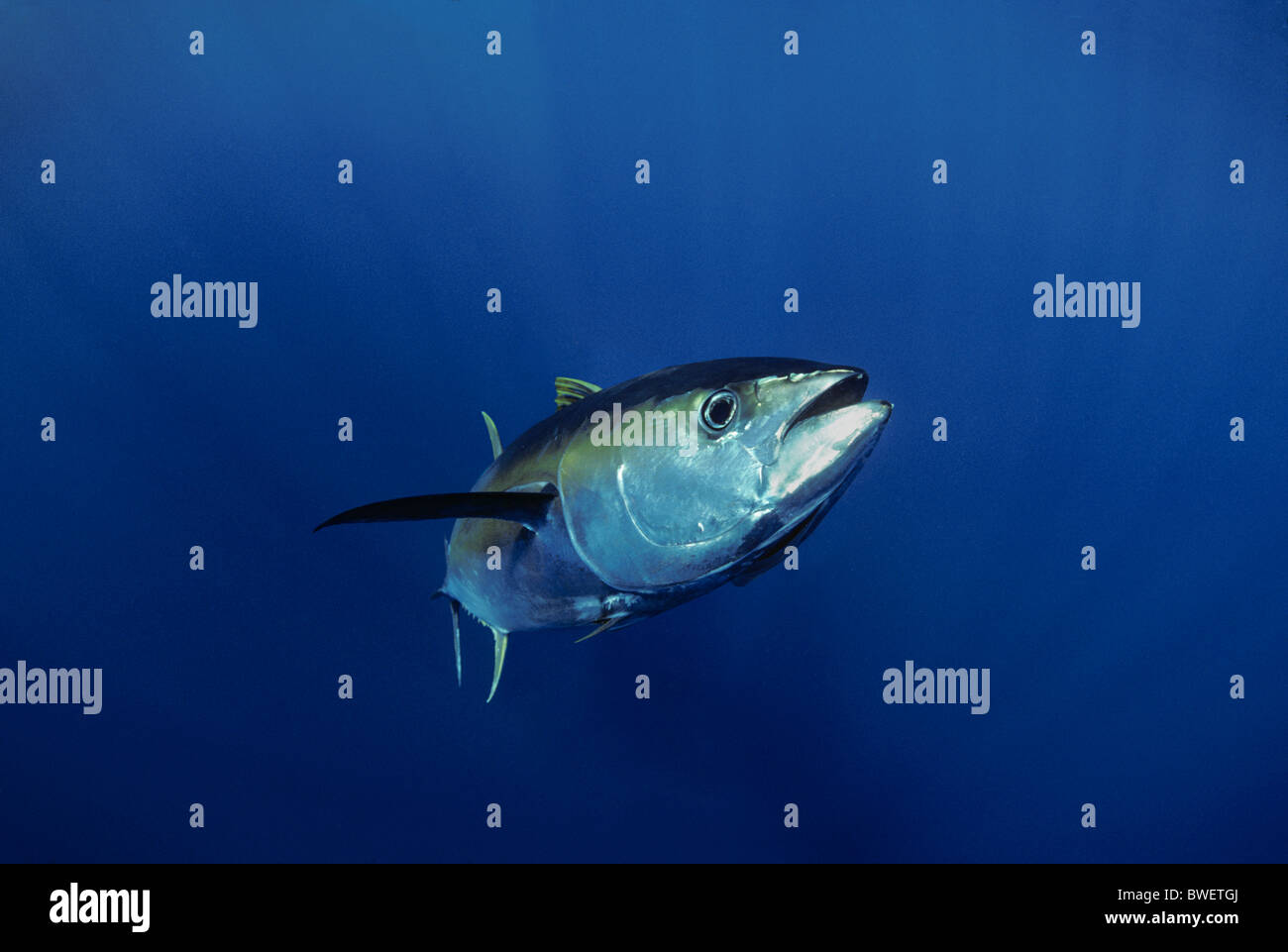 Western pacific tuna hi-res stock photography and images - Alamy