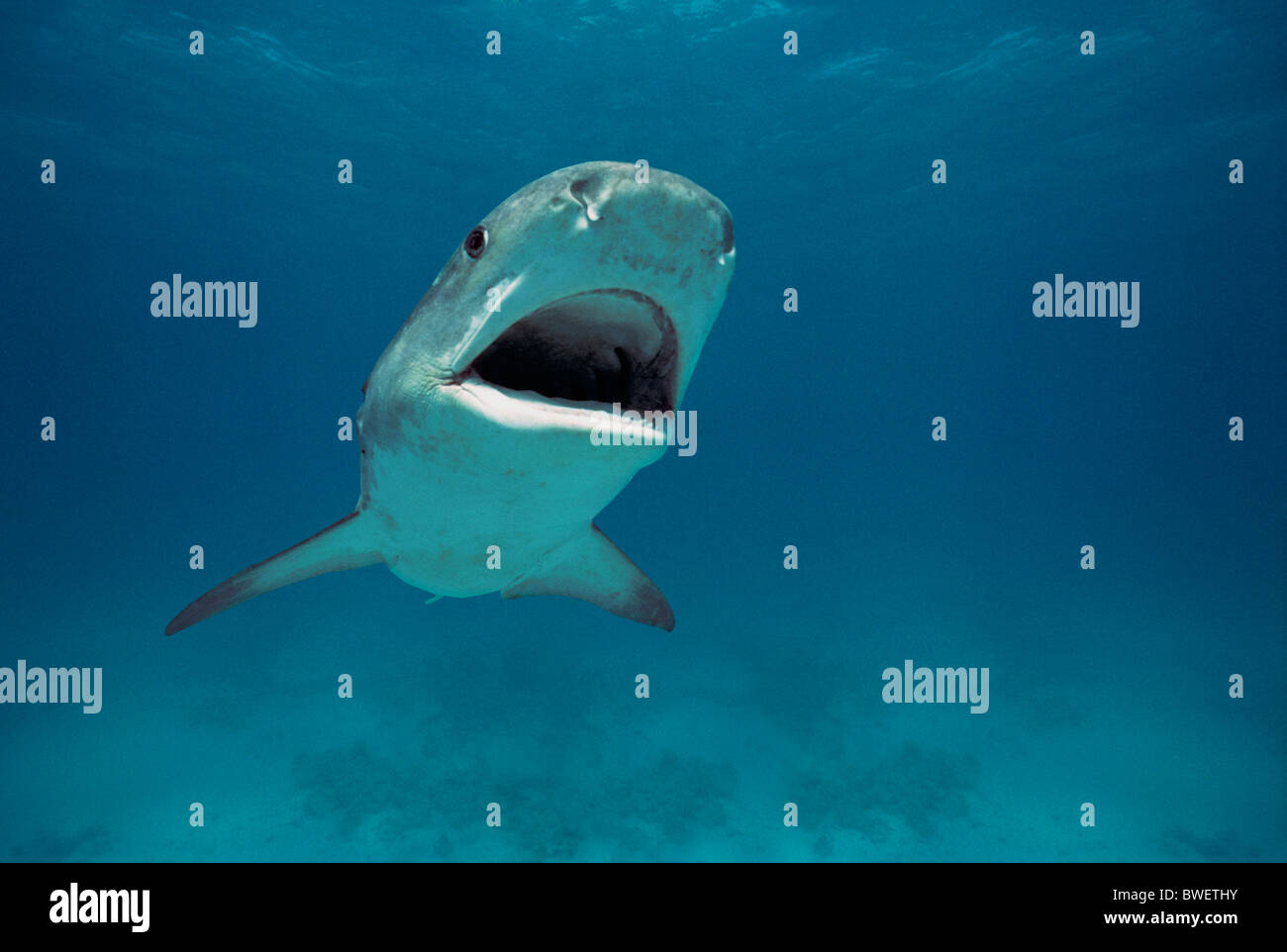 Tiger Shark (Galeocerdo cuvier). Egypt - Red Sea Stock Photo - Alamy