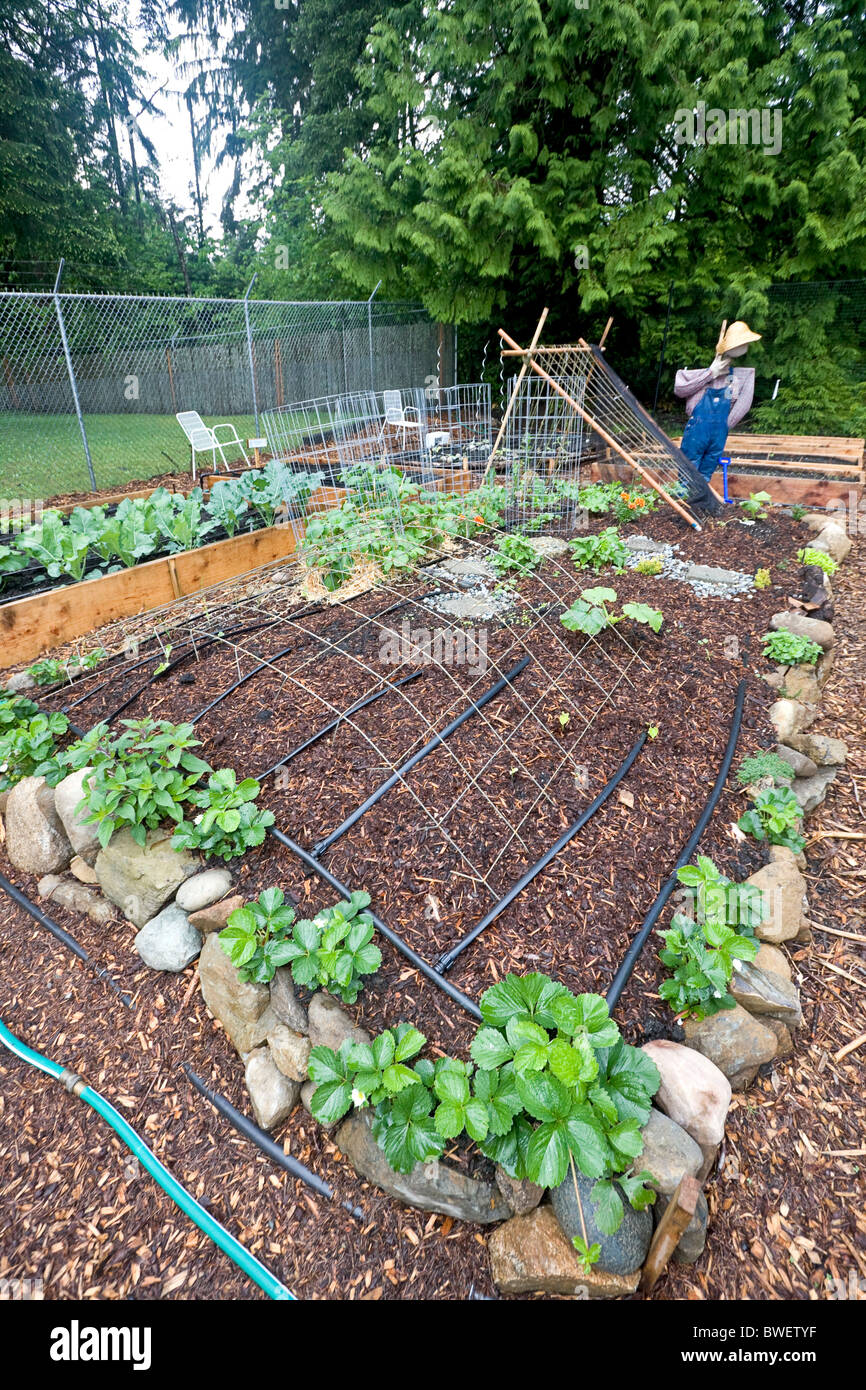 P-Patch (community) garden in suburban neighborhood Stock Photo - Alamy
