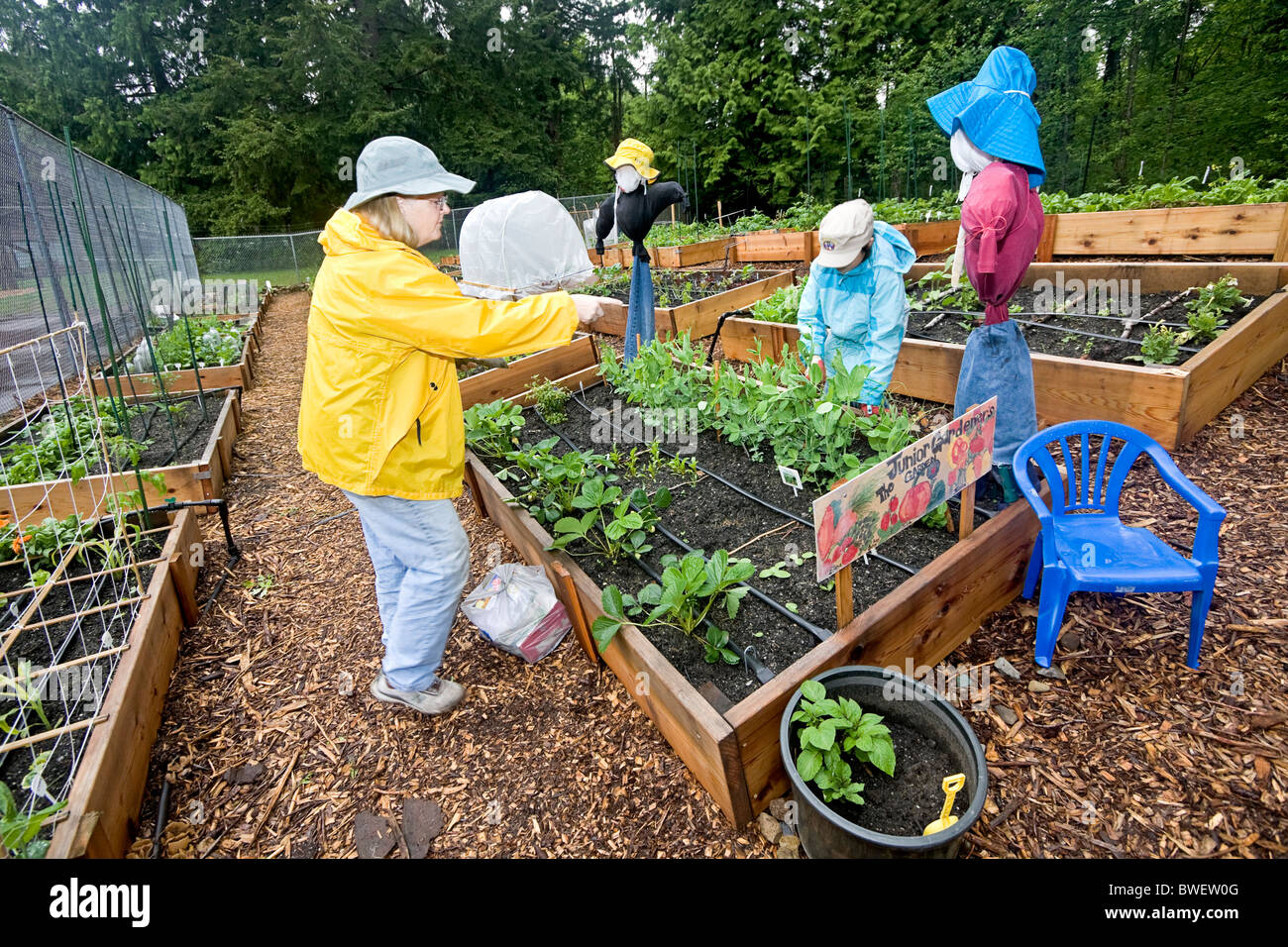 Woman and 9-year-old girl work in community P-Patch garden Stock Photo ...