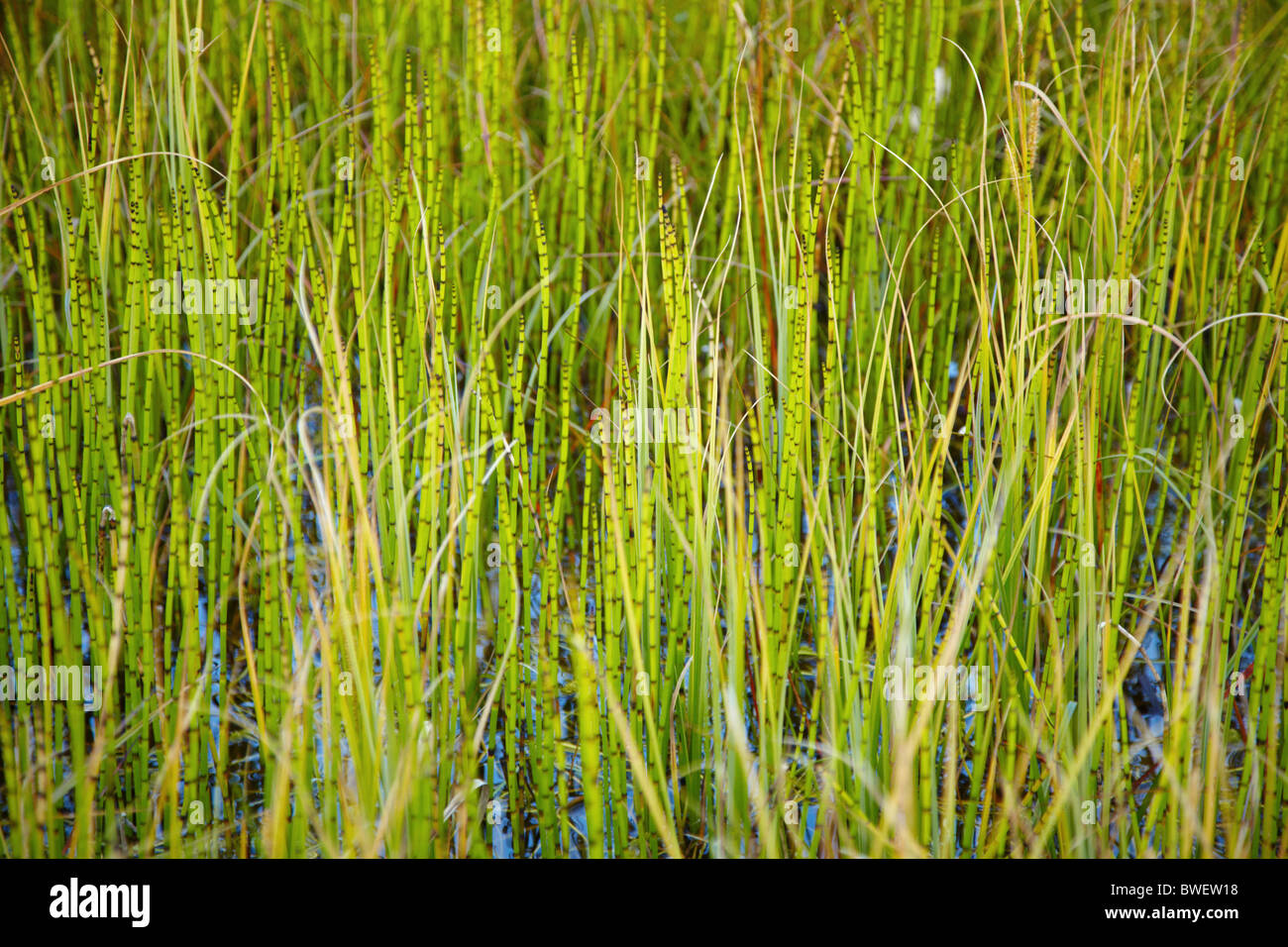 Dense thickets of marsh small plants - Horsetail Stock Photo - Alamy
