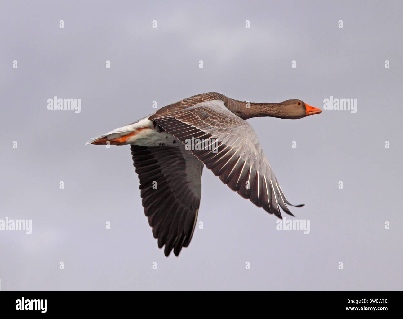 Greylag Goose in flight Stock Photo - Alamy