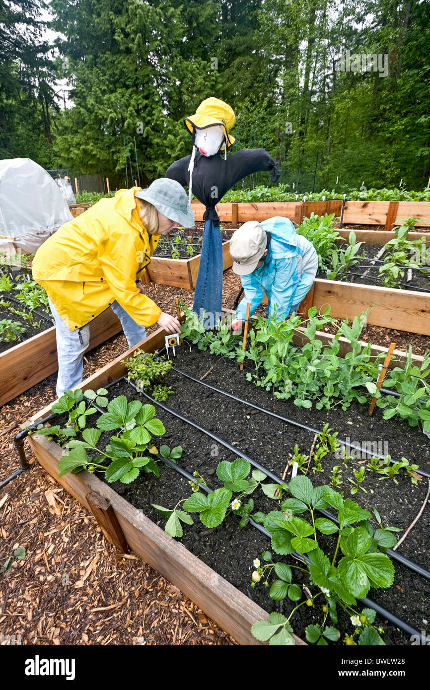 Woman and 9-year-old girl work in community P-Patch garden Stock Photo ...