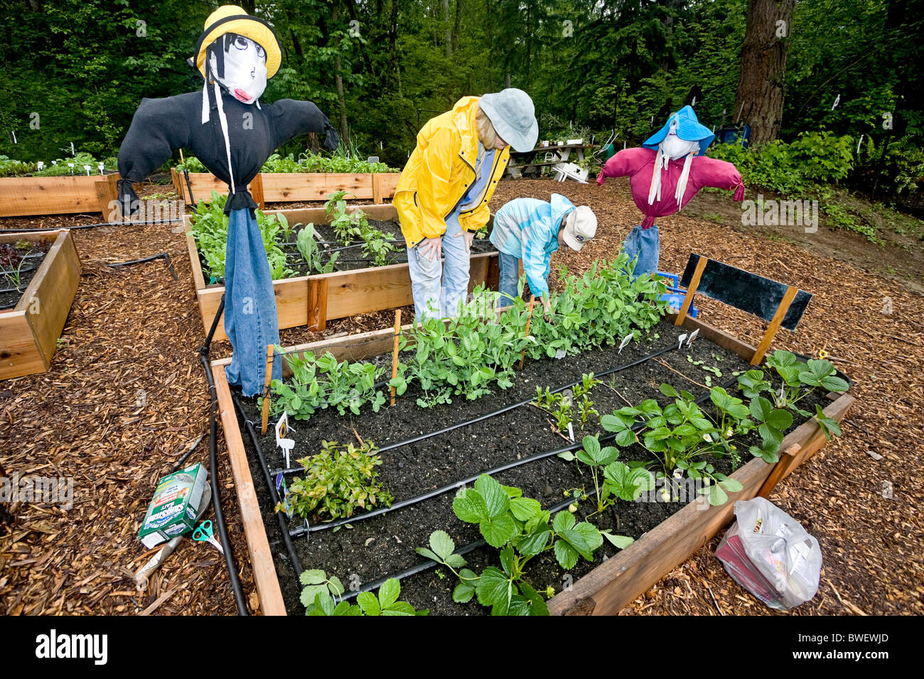Pea patch hi-res stock photography and images - Alamy