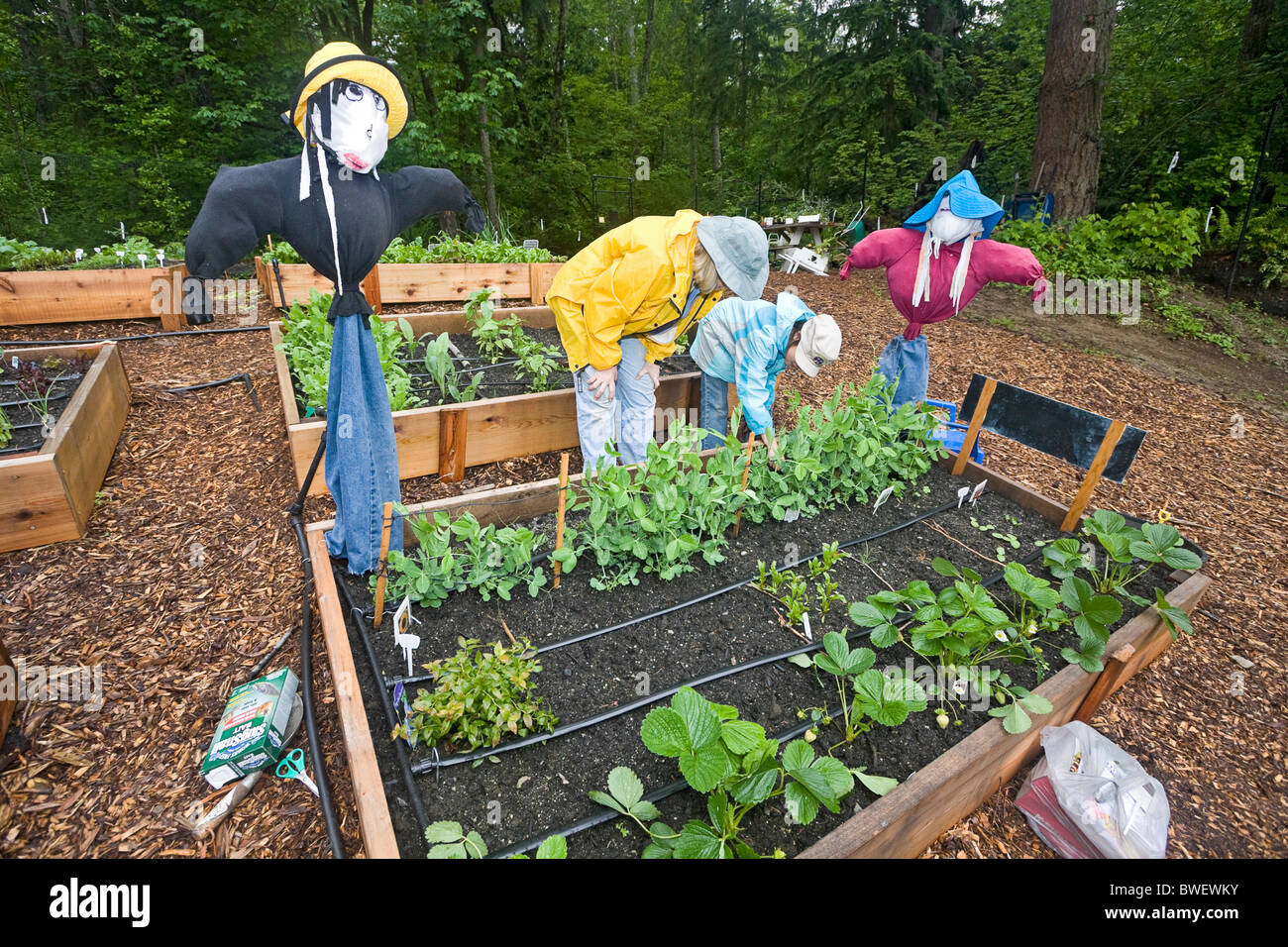 Woman and 9-year-old girl work in community P-Patch garden Stock Photo ...