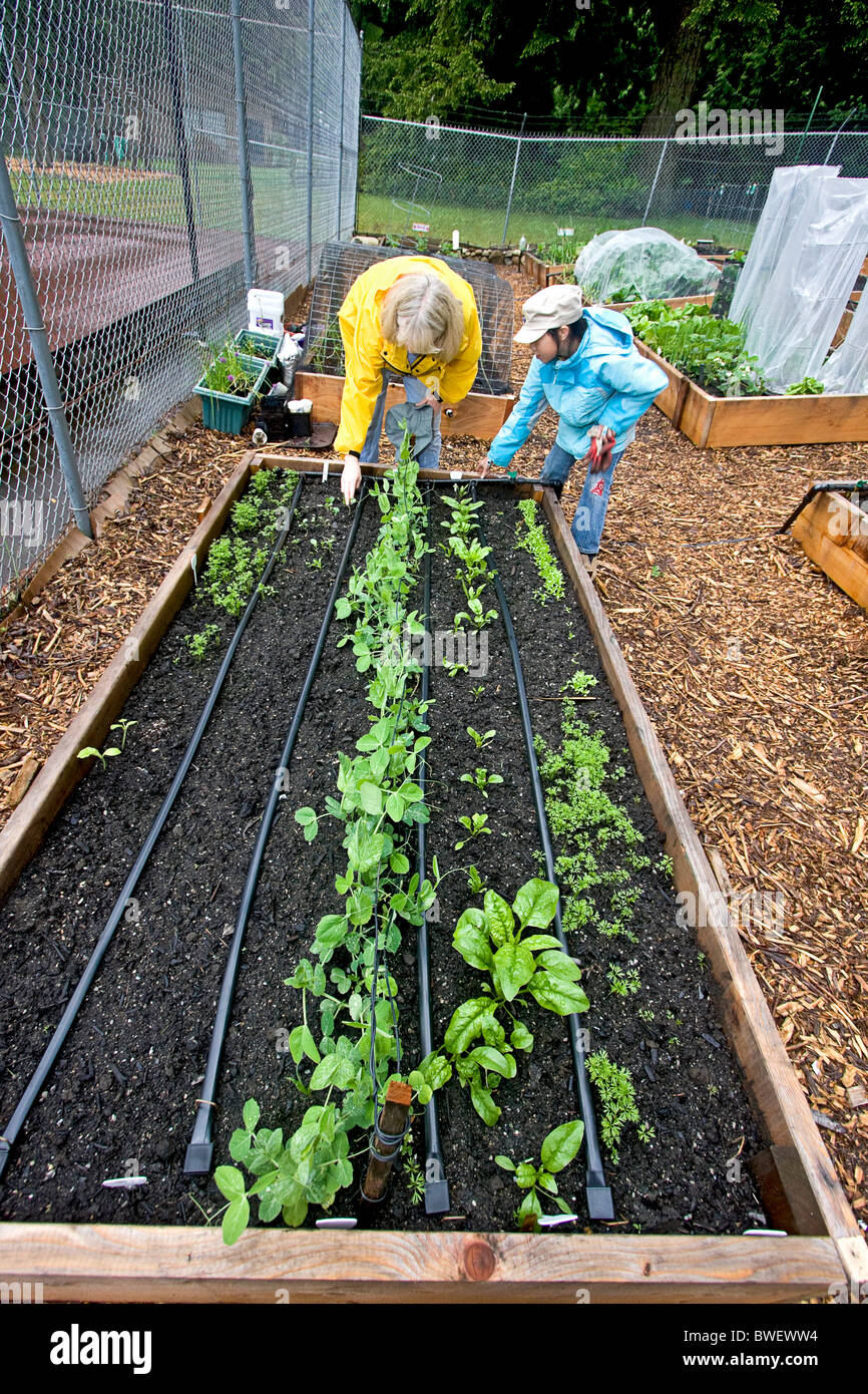 Woman and 9-year-old girl work in community P-Patch garden Stock Photo ...