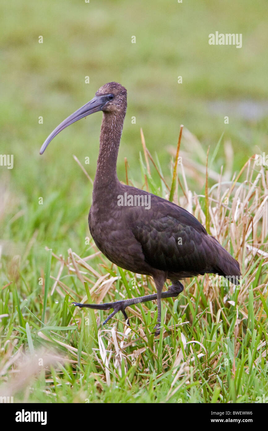 Glossy Ibis walking Stock Photo - Alamy