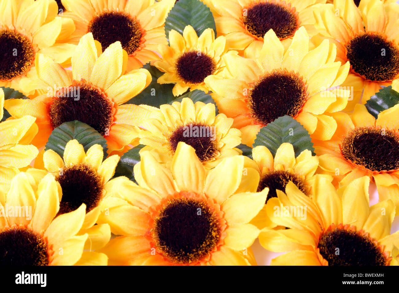 Background texture of sunflowers Stock Photo - Alamy
