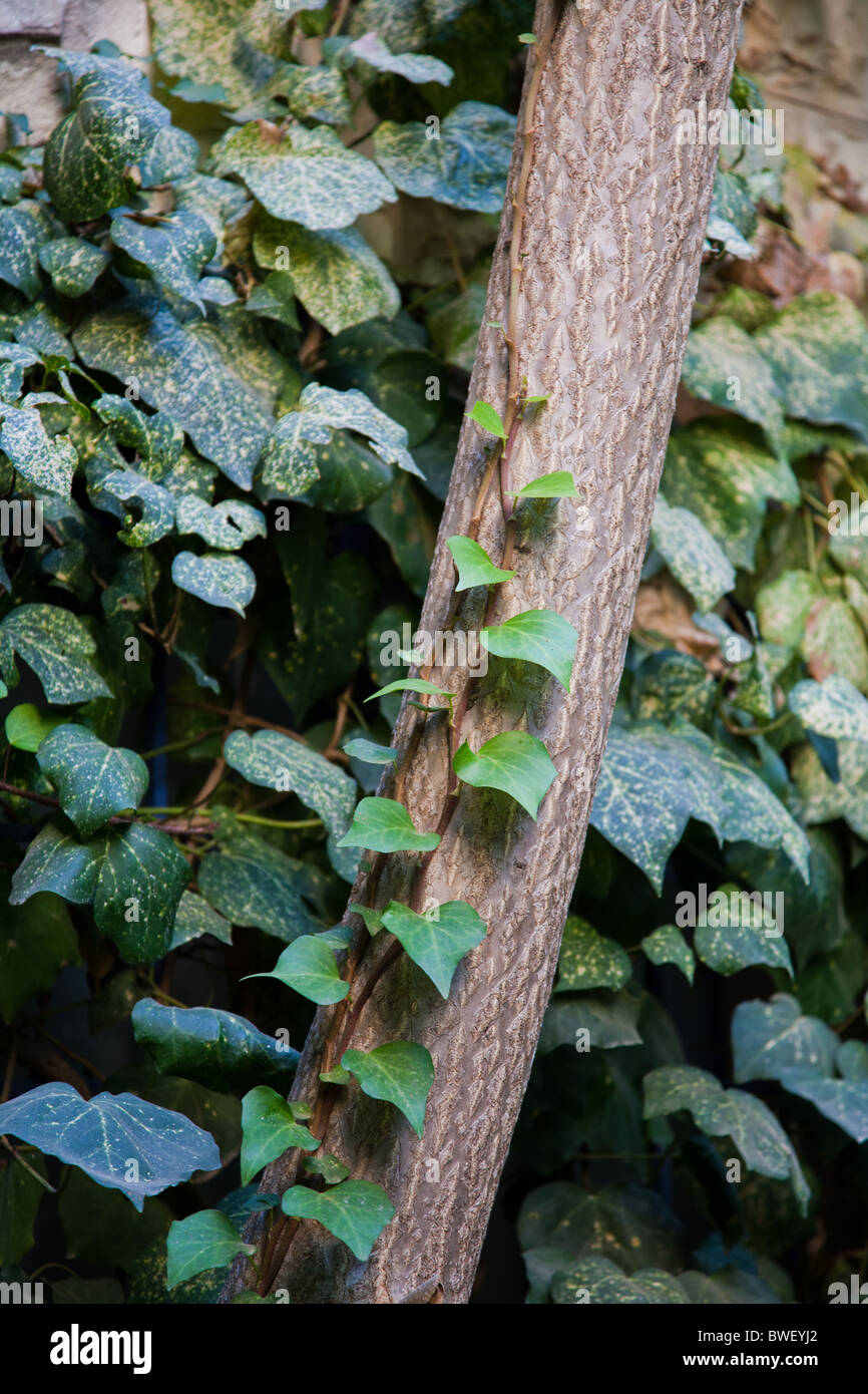 Hedera Helix Ivy Climbing Up Tree Stem Stock Photo - Alamy