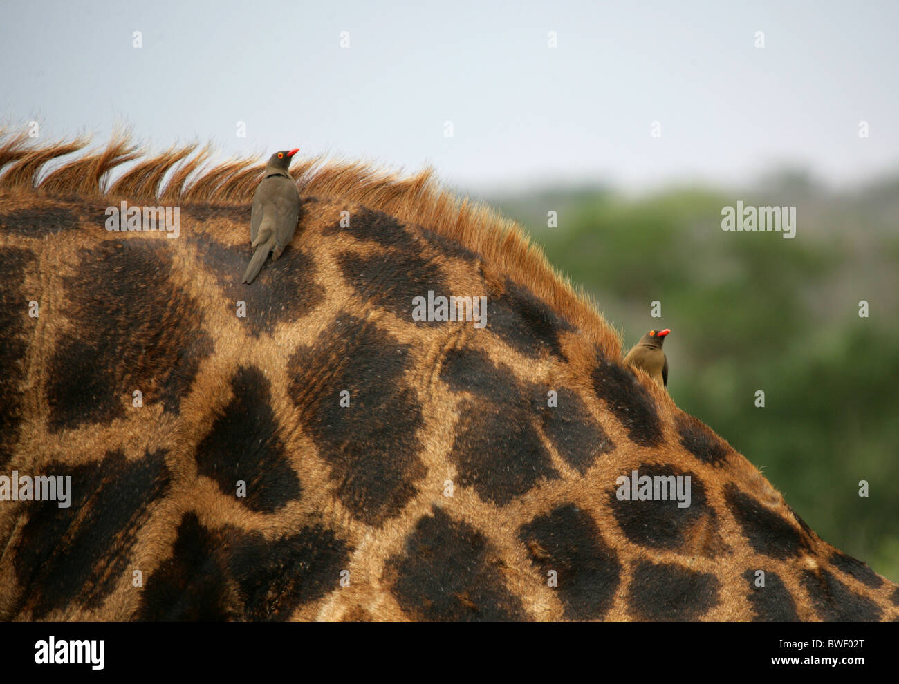 Oxpecker on a giraffe hi-res stock photography and images - Alamy
