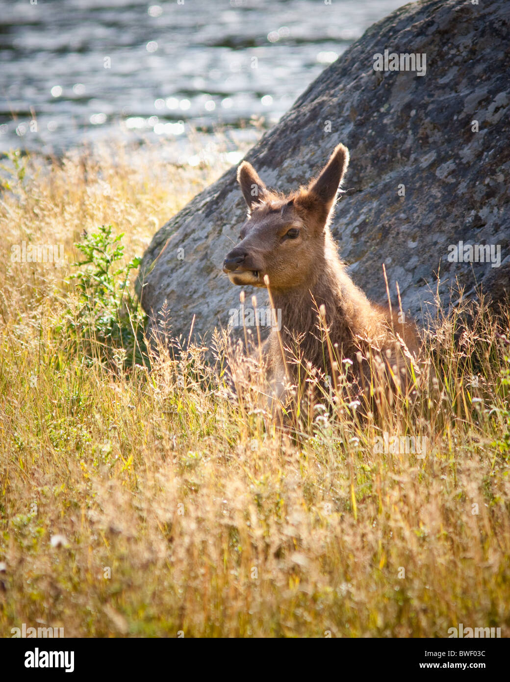 Cow and calf elk hi-res stock photography and images - Alamy