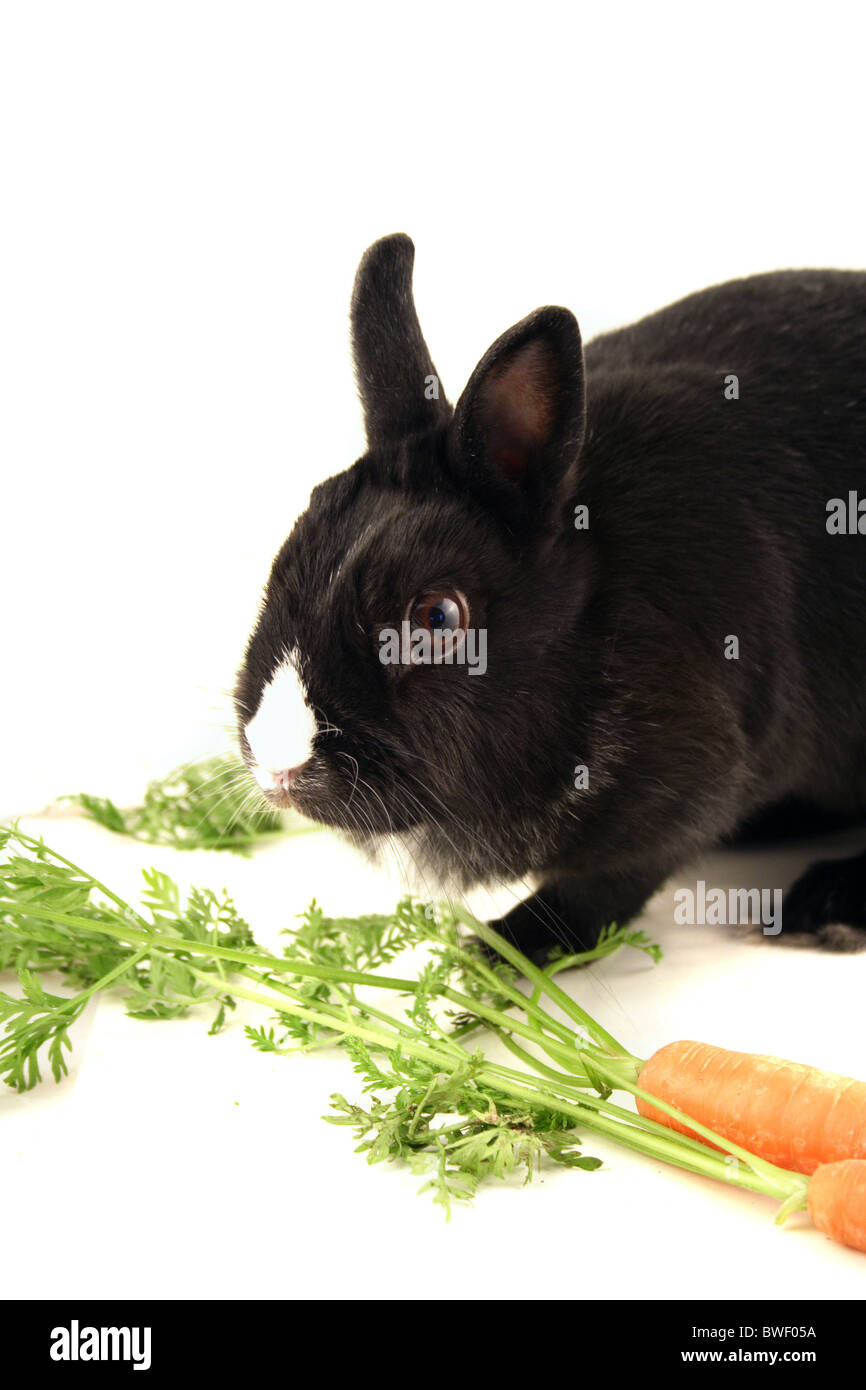 A little bunny eats a carrot. All isolated on white background Stock ...