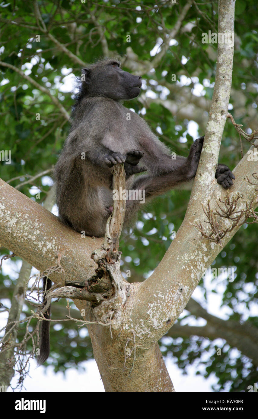 Largest Baboon High Resolution Stock Photography and Images - Alamy