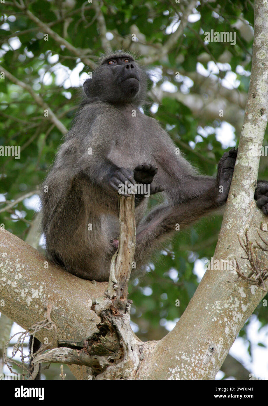Largest baboon hi-res stock photography and images - Alamy