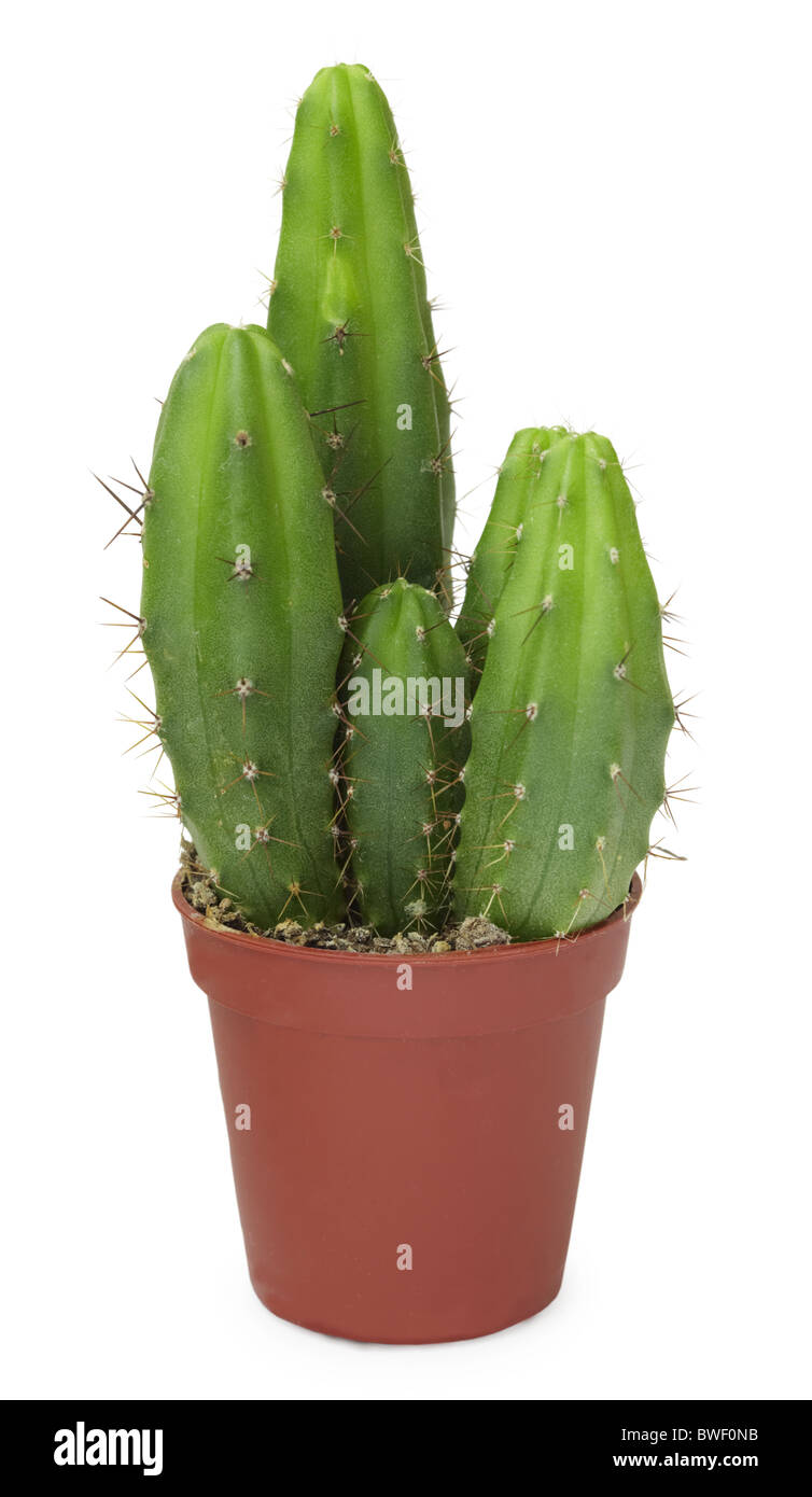Several cacti of different ages in one pot Stock Photo - Alamy
