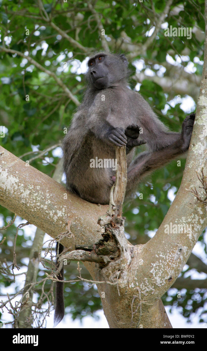 Largest baboon hi-res stock photography and images - Alamy