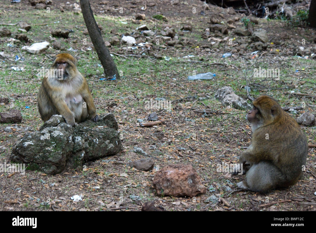 Barbary macaque (Macaca sylvanus) in Atlas mountains of Morocco Stock ...