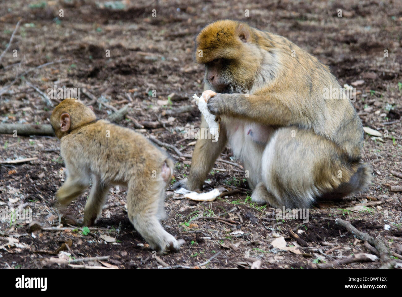 Cedar forests middle atlas hi-res stock photography and images - Alamy