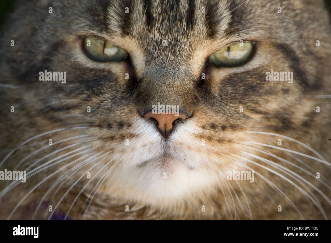 Close up of a Male Tabby Cat face Stock Photo - Alamy