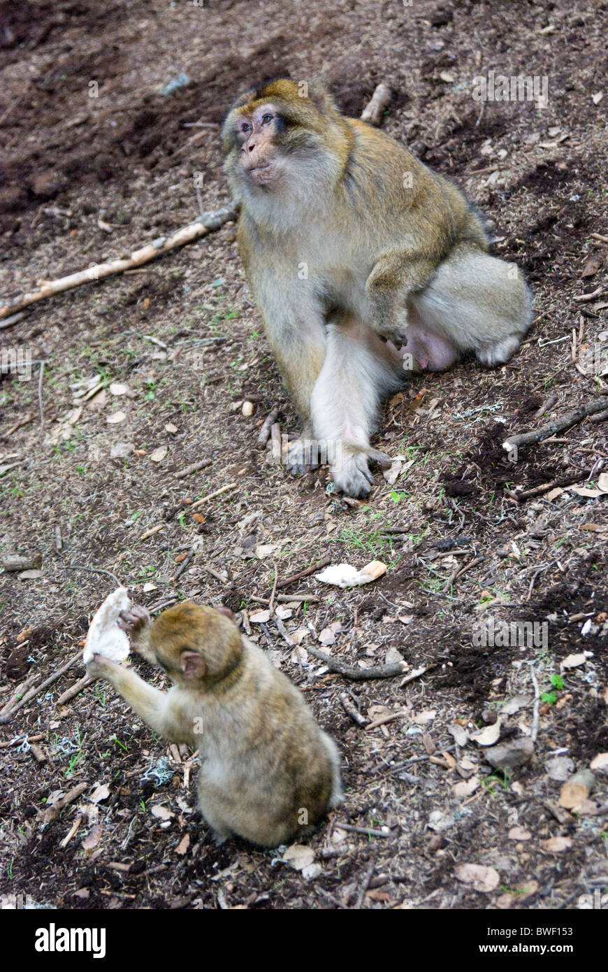 Barbary macaque (Macaca sylvanus) in Atlas mountains of Morocco Stock ...