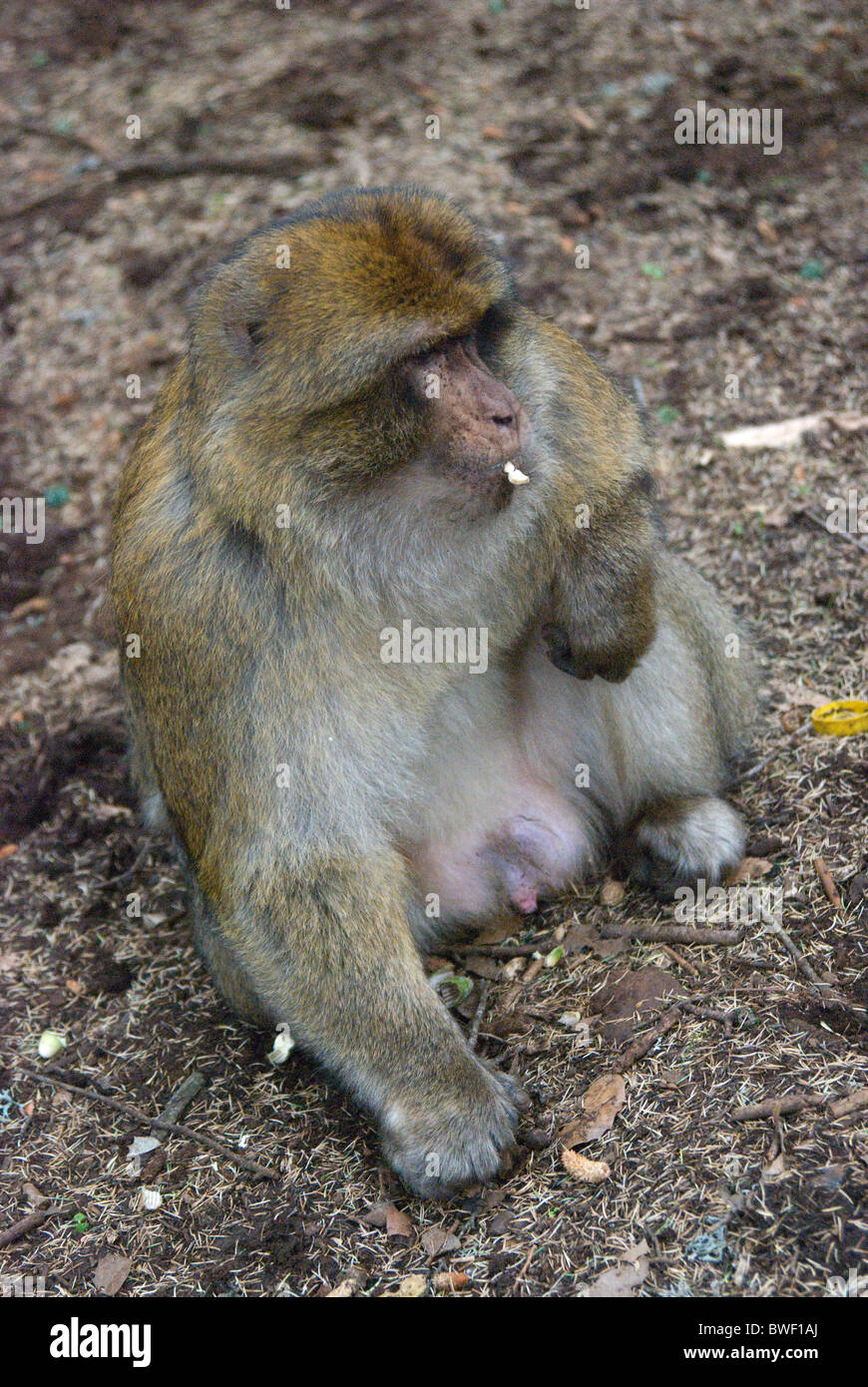 Barbary macaque (Macaca sylvanus) in Atlas mountains of Morocco Stock ...