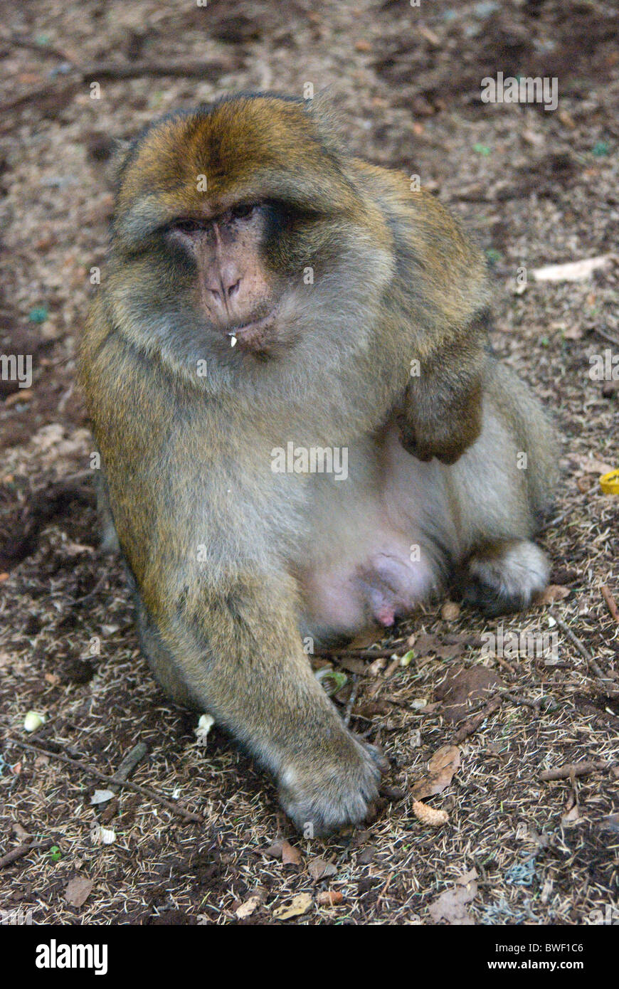 Barbary macaque (Macaca sylvanus) in Atlas mountains of Morocco Stock Photo - Alamy