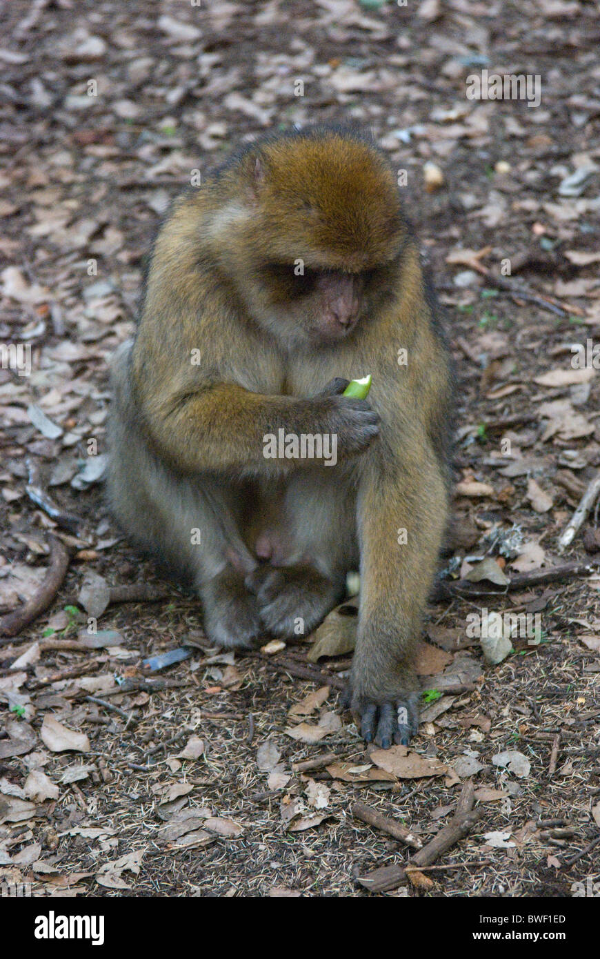 Barbary macaque (Macaca sylvanus) in Atlas mountains of Morocco Stock ...