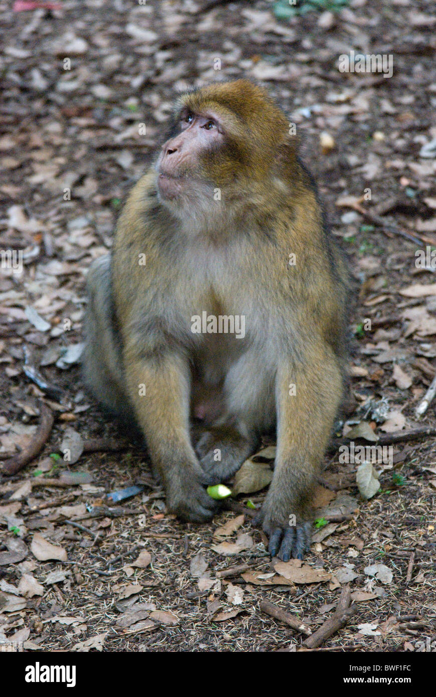 Barbary macaque (Macaca sylvanus) in Atlas mountains of Morocco Stock ...