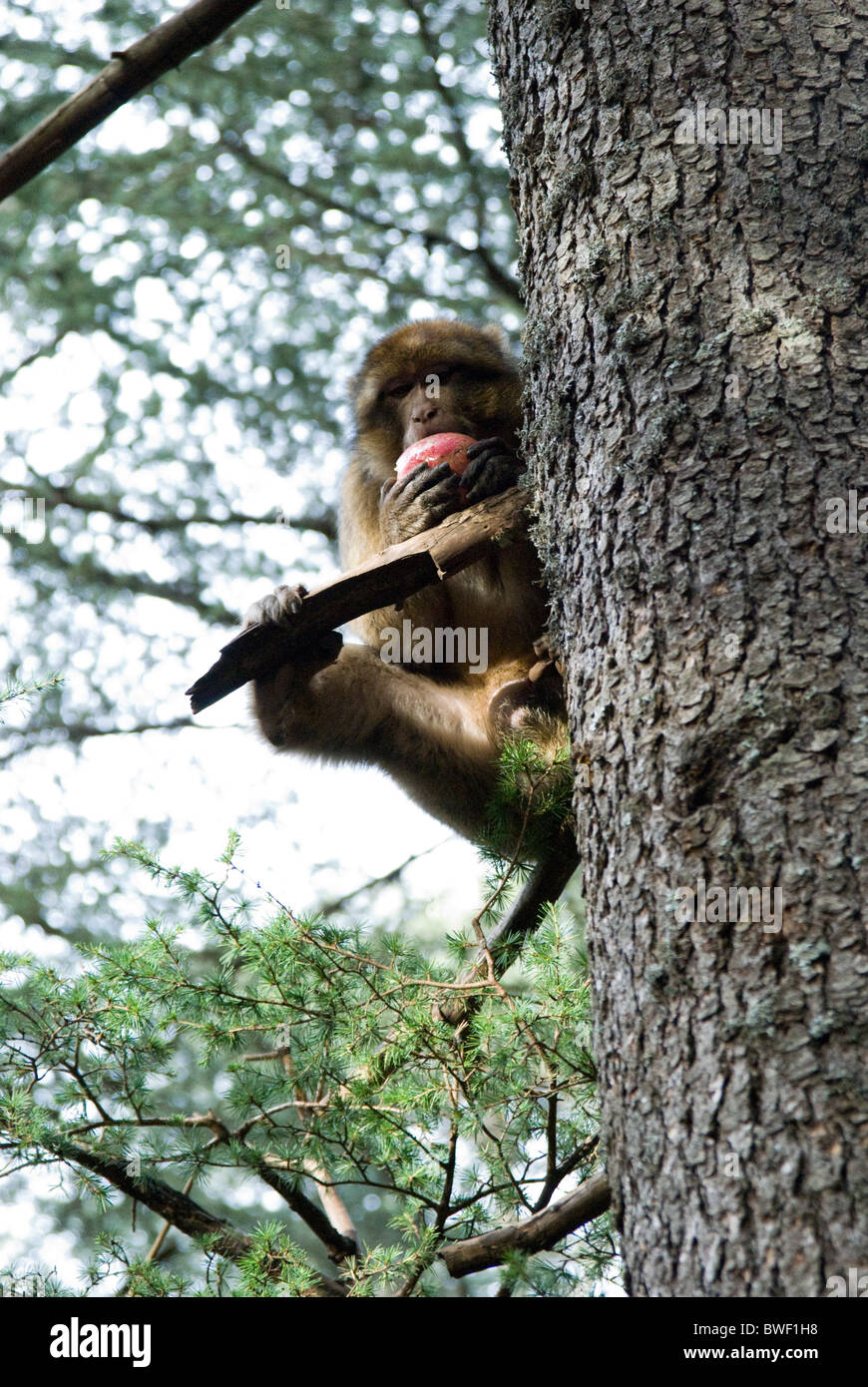 Barbary macaque (Macaca sylvanus) in Atlas mountains of Morocco Stock ...