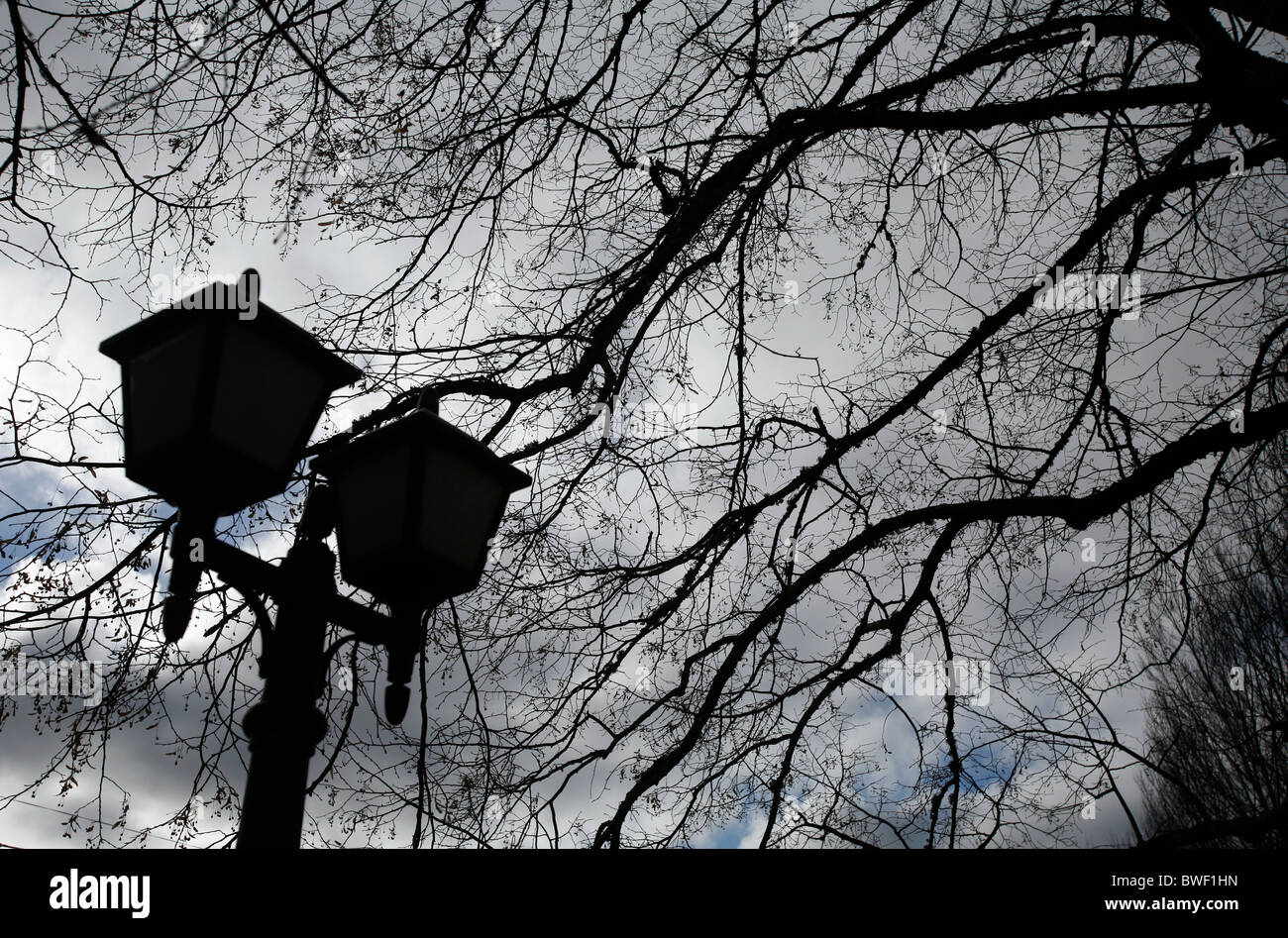 Tree and street lamp Stock Photo - Alamy