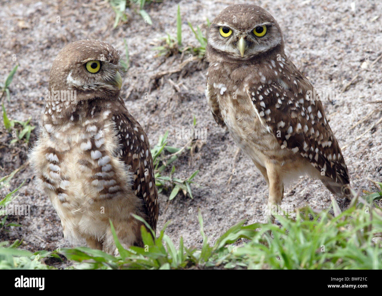 Burrowing owl pair hi-res stock photography and images - Alamy