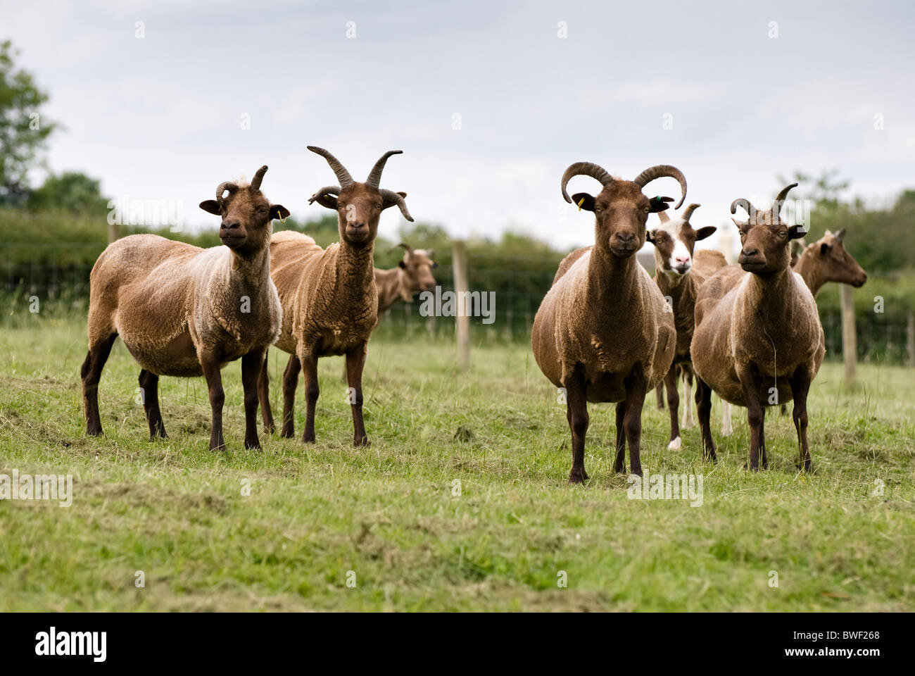 Manx loaghtan sheep hi-res stock photography and images - Alamy