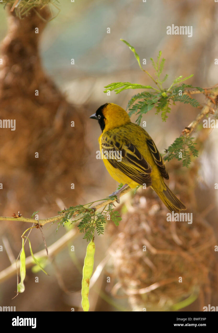 Male Lesser Masked-Weaver, Ploceus intermedius, Ploceidae Stock Photo ...
