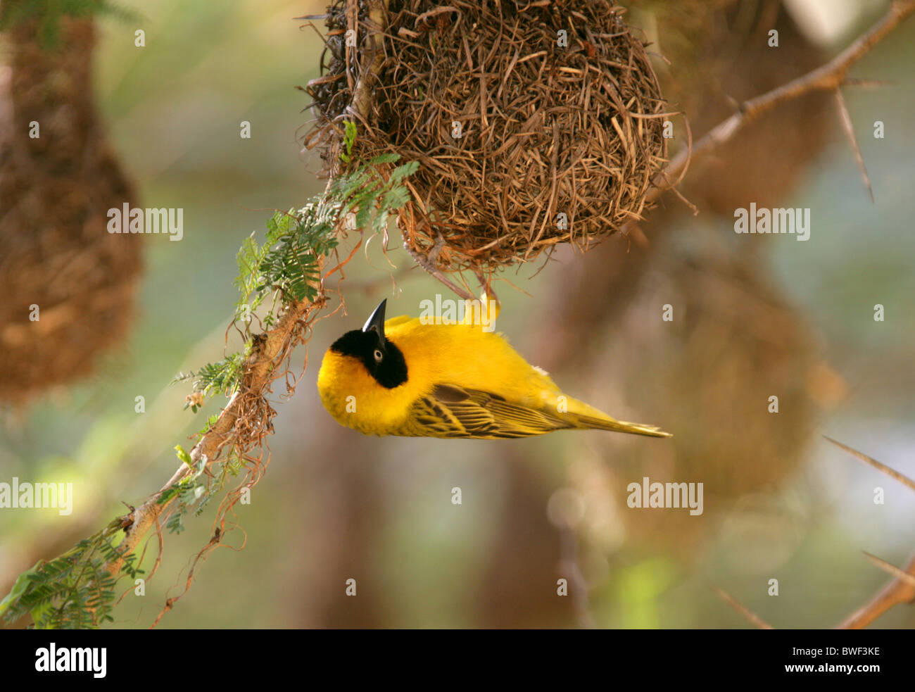 Male Lesser Masked-Weaver, Ploceus intermedius, Ploceidae. Inspecting ...
