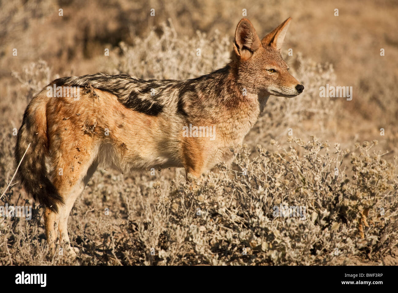 A Cape jackal stands in profile in the morning sun of Etosha National ...