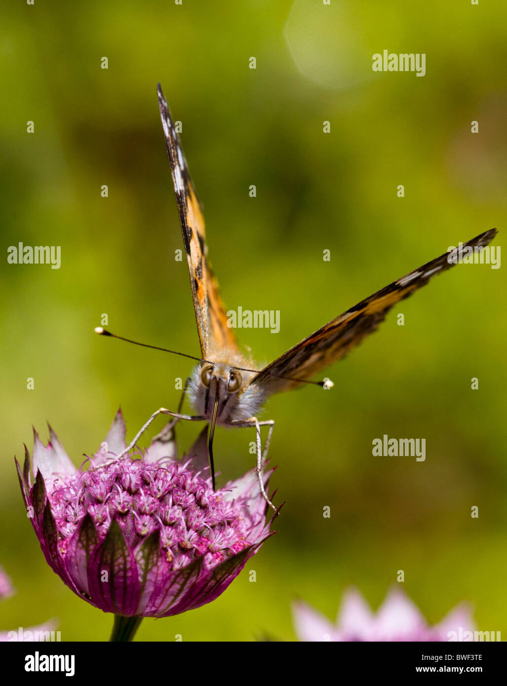 Painted lady butterfly on pink hi-res stock photography and images - Alamy