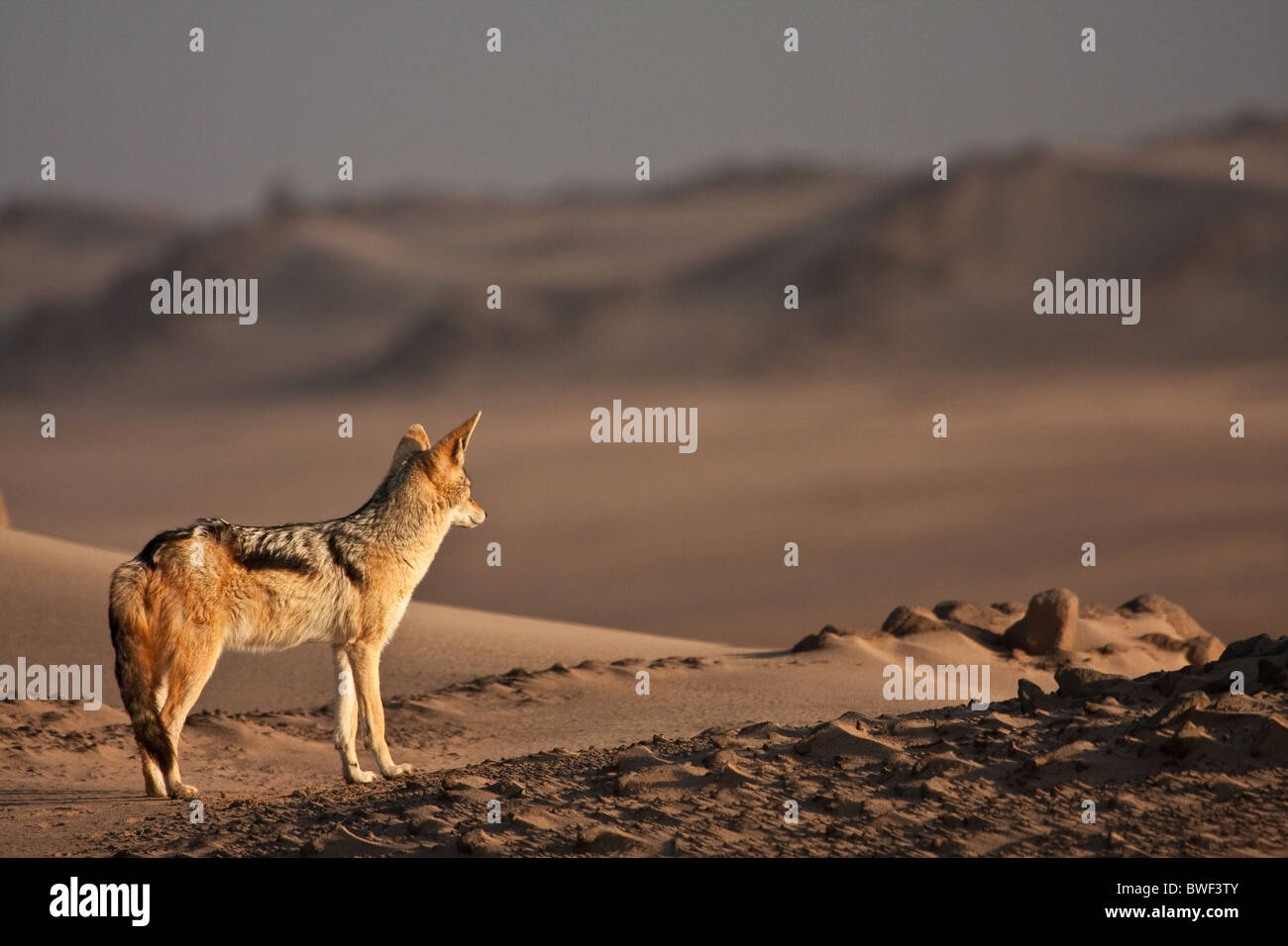 Jackal Skeleton High Resolution Stock Photography and Images - Alamy
