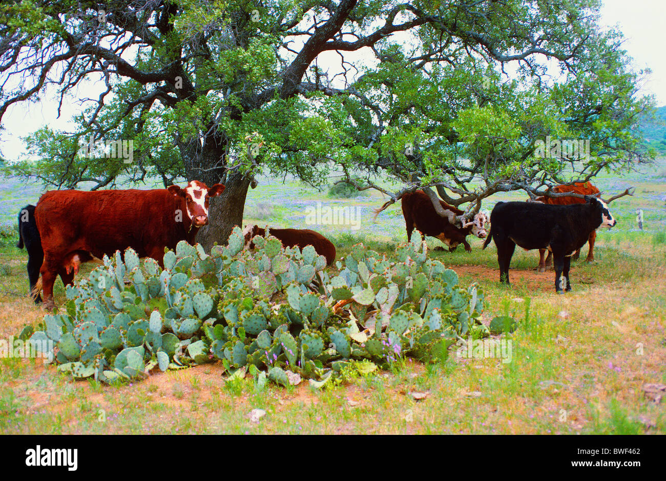 Cows standing around giant cactus under a big tree Stock Photo - Alamy