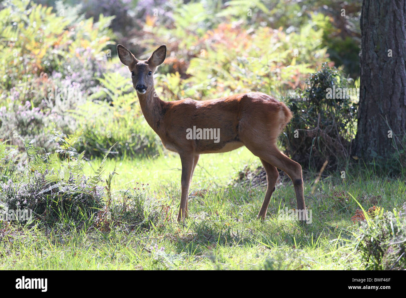 Female roe deer hi-res stock photography and images - Alamy