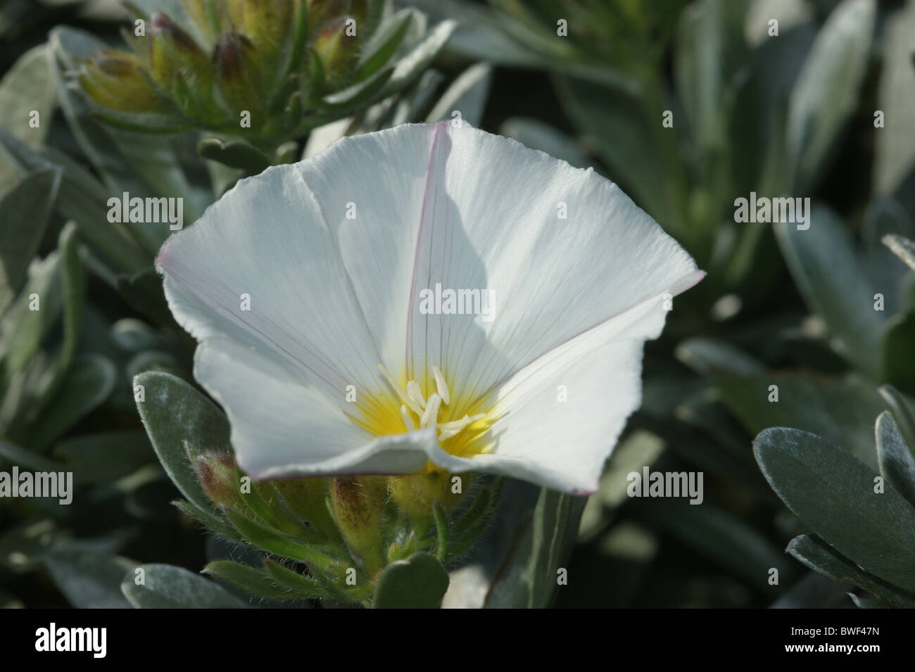 Convolvulus cneorum hi-res stock photography and images - Alamy