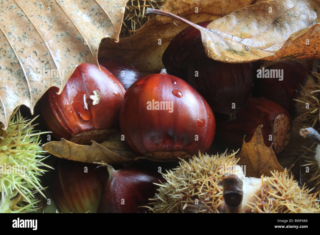 Woodland chestnuts hi-res stock photography and images - Alamy