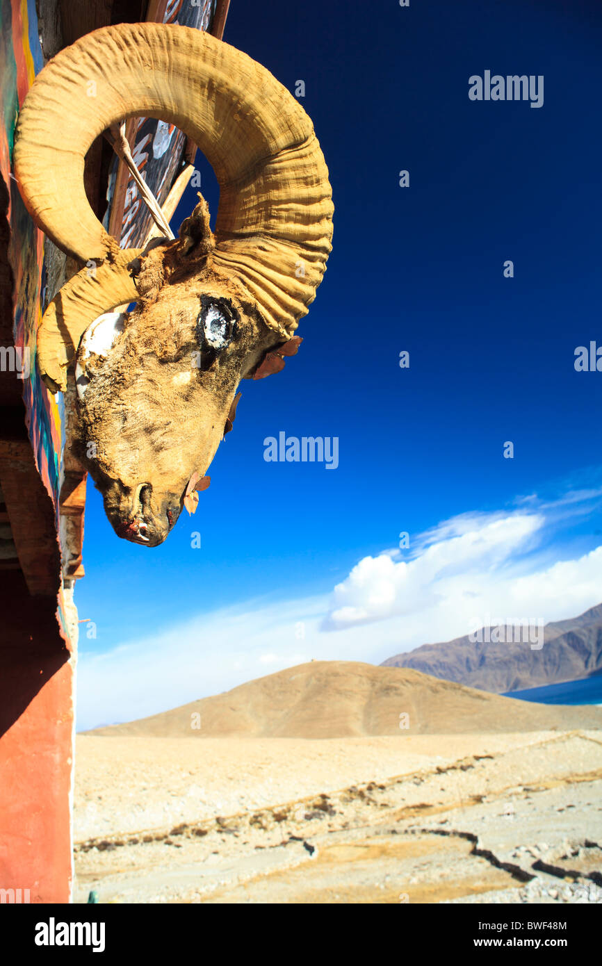 Close up view of a Ibex head mounted at the entrance of a monastery ...