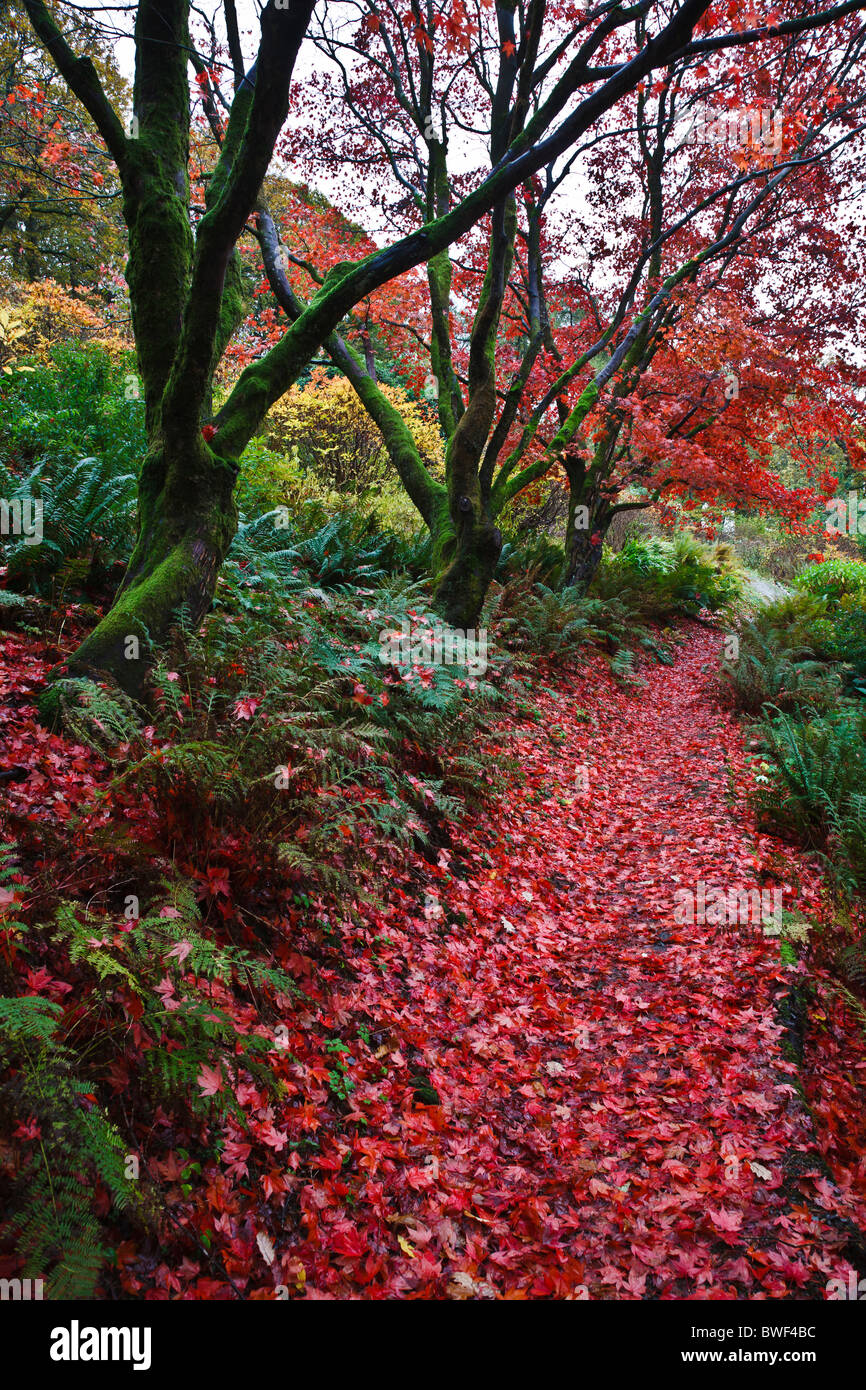 Tree fern garden england hi-res stock photography and images - Alamy
