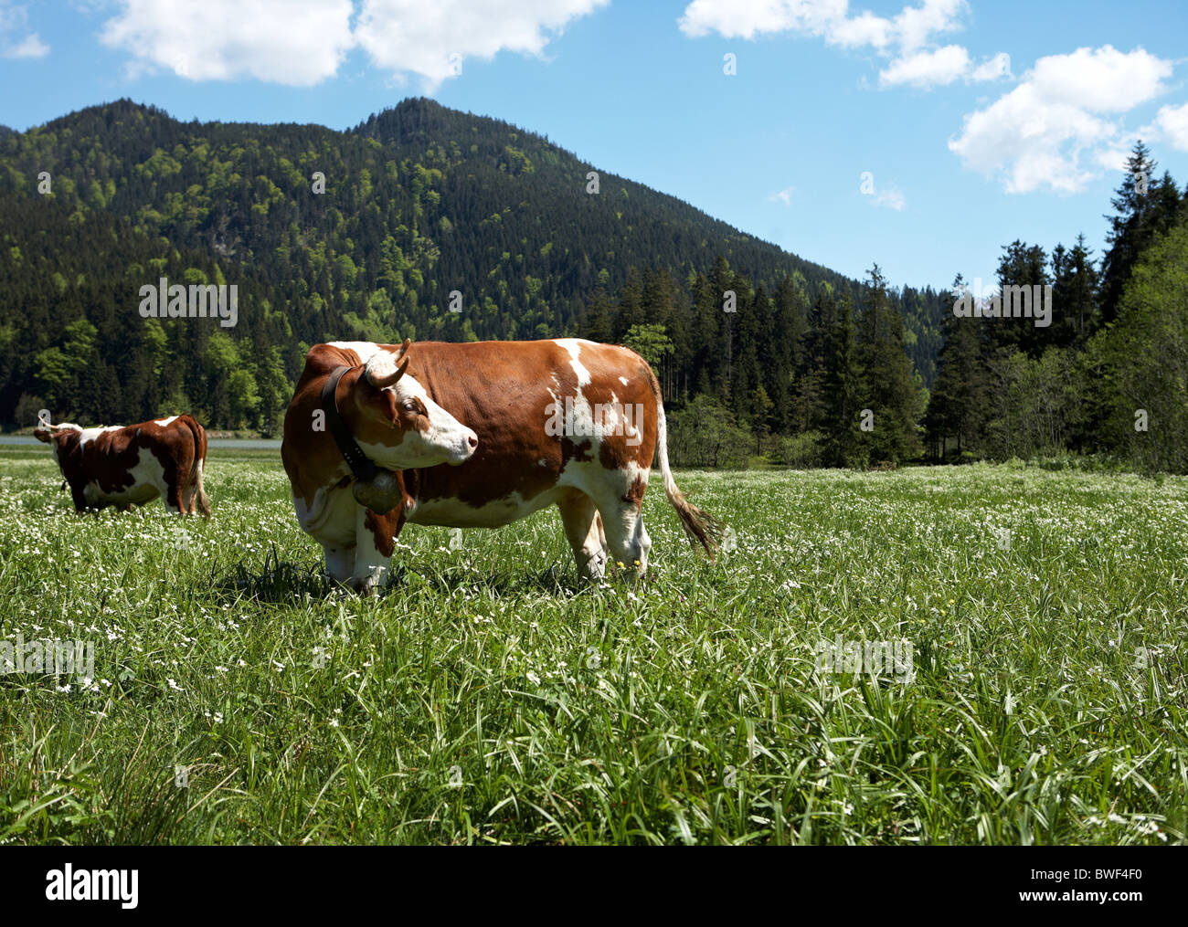 Cows standing in amongst wild plants in a alpine field Germany Europe ...