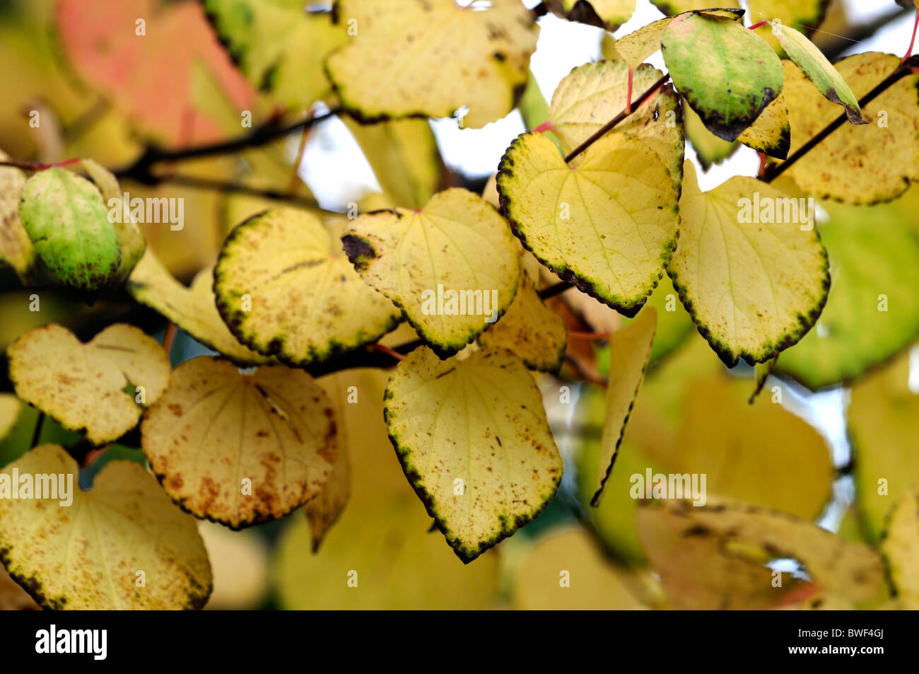 Cercidiphyllum japonicum Japanese Judas-tree deciduous round cordate ...